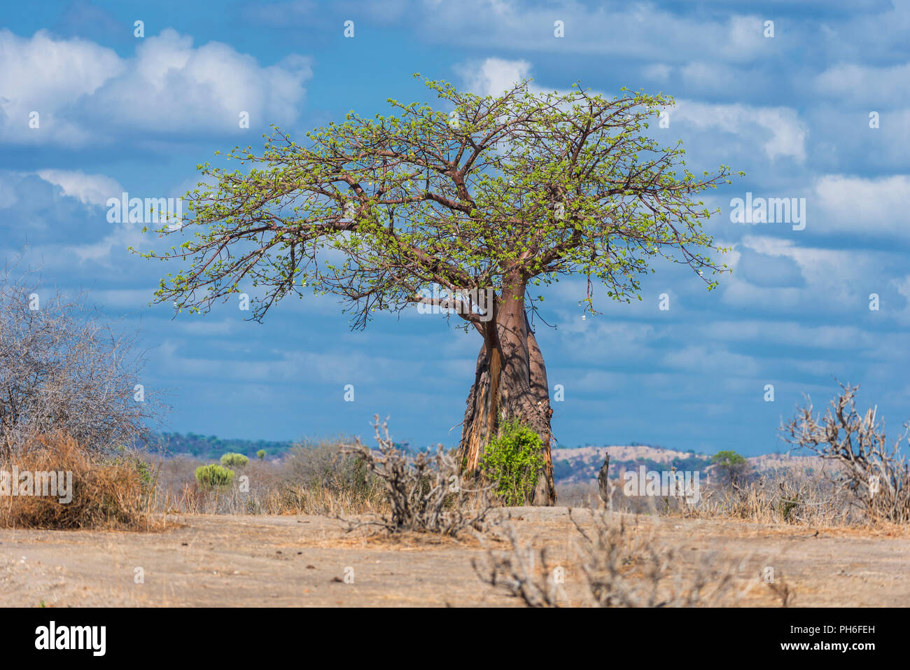 Lonely tree, Savanna landscape, Tanzania, East Africa Stock Photo - Alamy