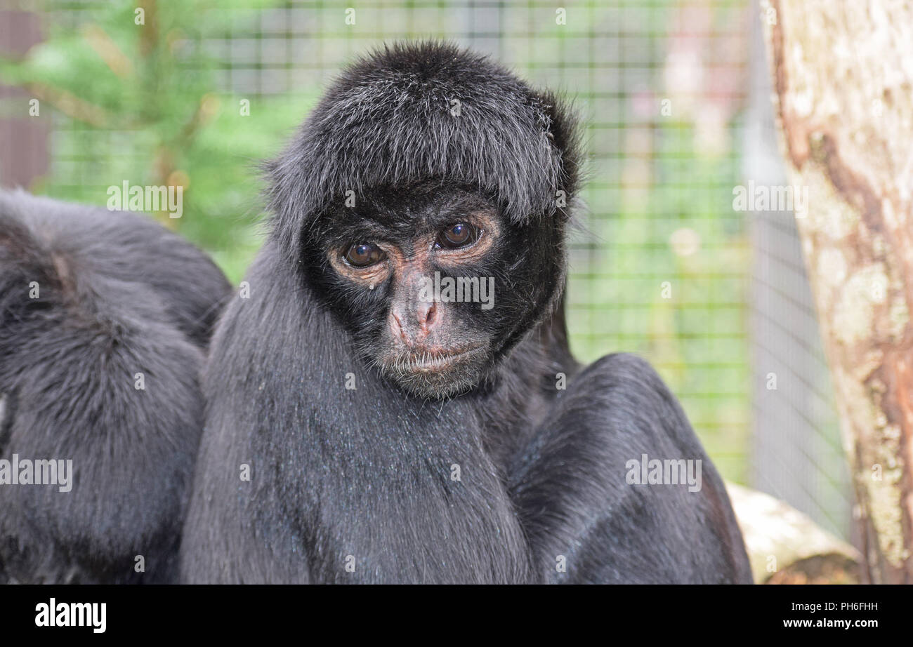 Spider Monkey - Sitting, Head Shot Stock Photo - Alamy