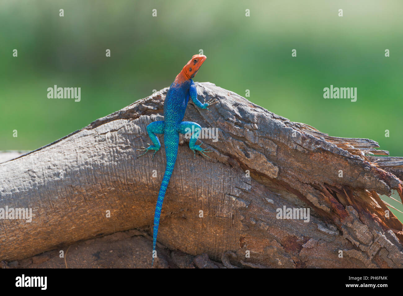 Kenyan rock agama (Agama lionotus), Tanzania, East Africa Stock Photo ...