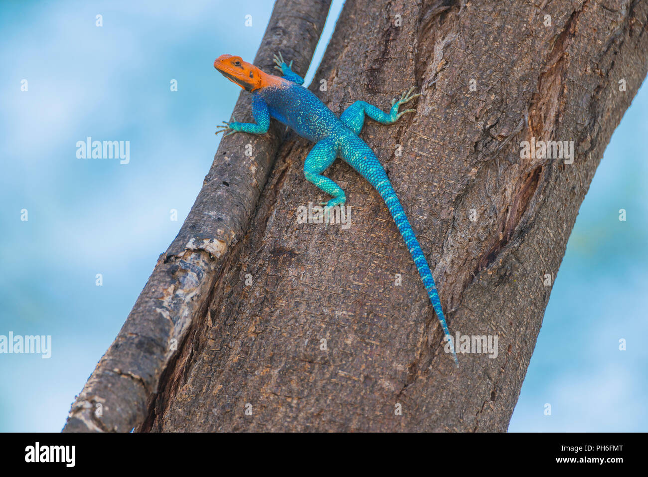 Kenyan rock agama (Agama lionotus), Tanzania, East Africa Stock Photo ...
