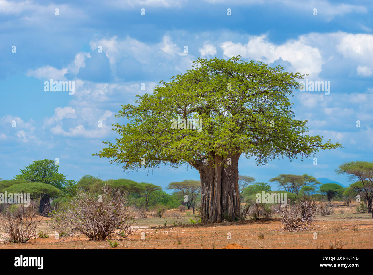 Tanzania ruaha baobab tree hi-res stock photography and images - Alamy