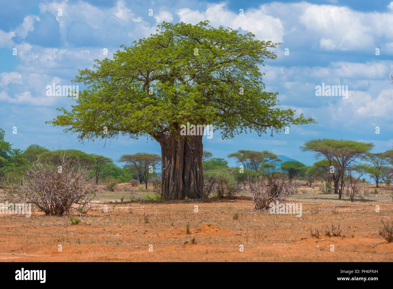Lonely tree, Savanna landscape, Tanzania, East Africa Stock Photo - Alamy