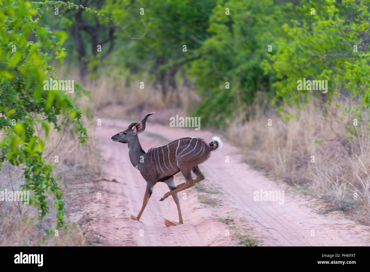 Lesser kudu (Tragelaphus imberbis), Tanzania, East Africa Stock Photo ...