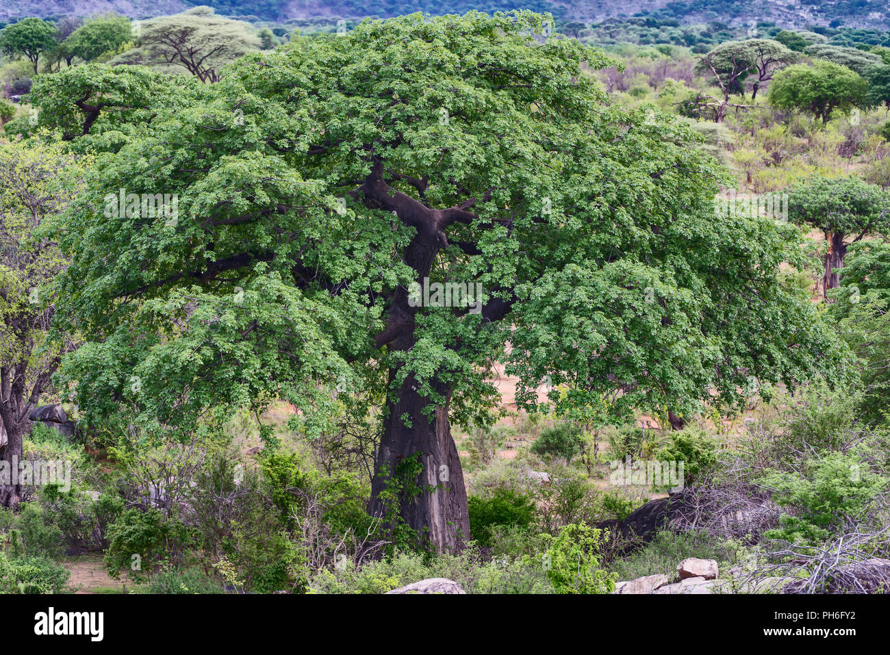 Africa africa east africa equator scenery hi-res stock photography and ...