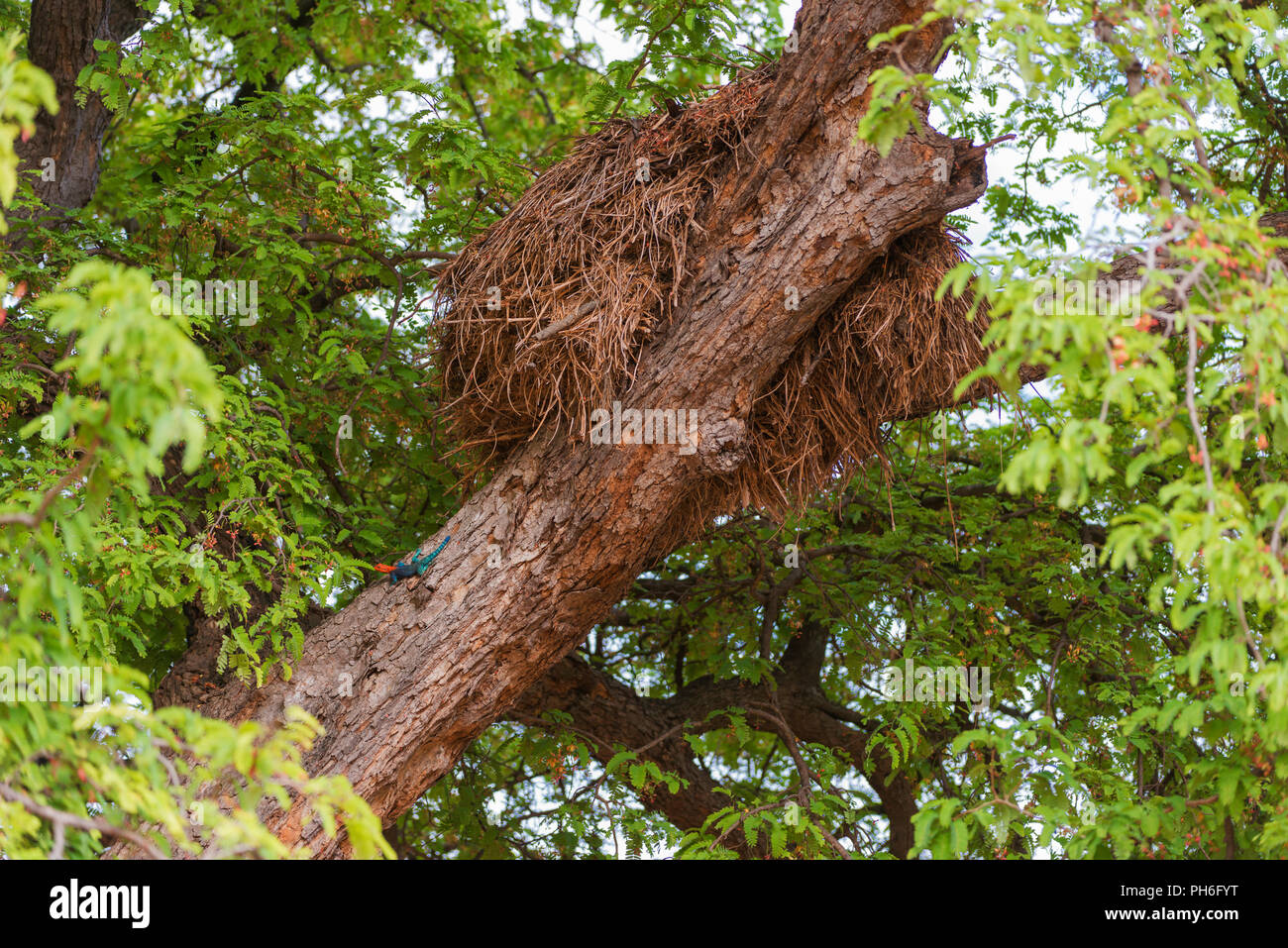 Lionotus hi-res stock photography and images - Alamy