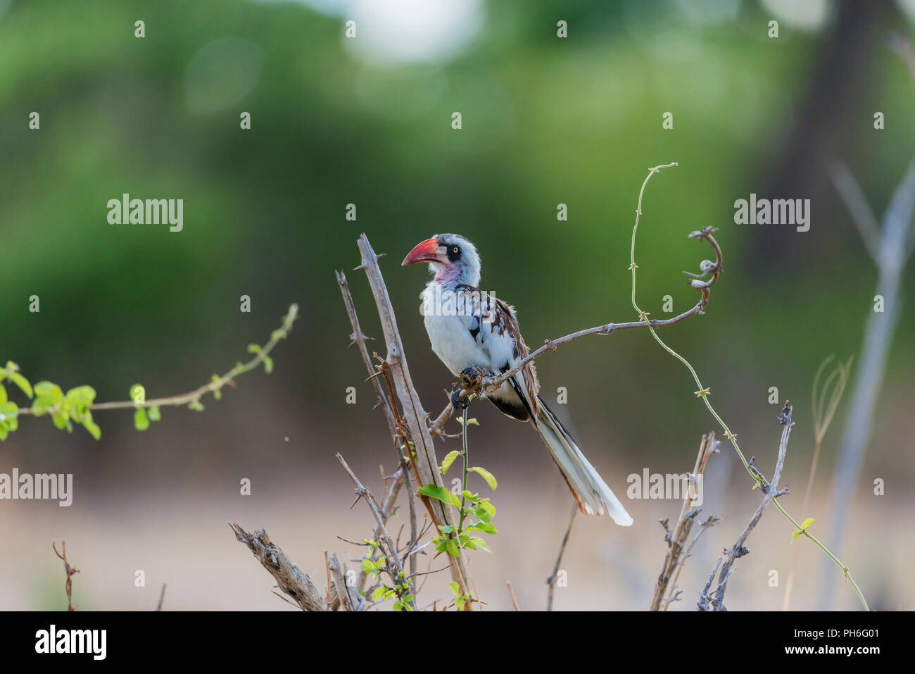 Ruaha red billed hornbill hi-res stock photography and images - Alamy