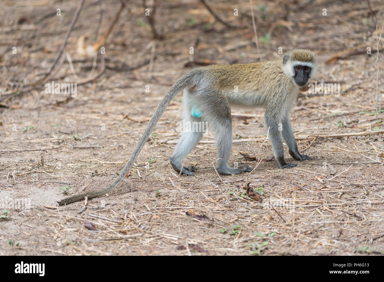 Vervet monkey (Chlorocebus pygerythrus), , Tanzania, East Africa Stock ...