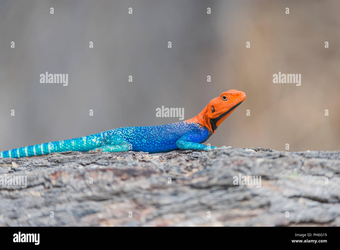 Kenyan rock agama (Agama lionotus), Tanzania, East Africa Stock Photo ...