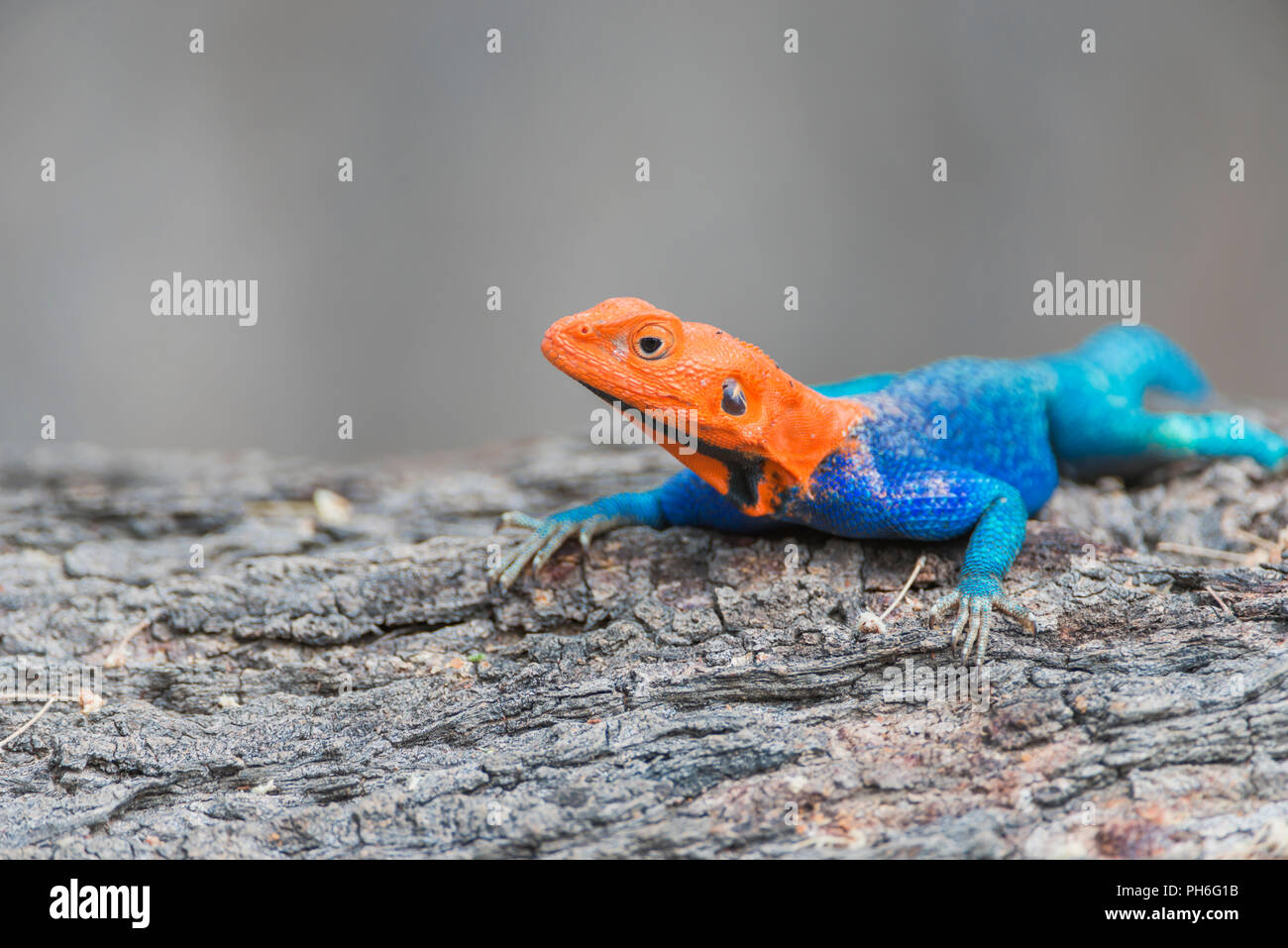 Lionotus hi-res stock photography and images - Alamy