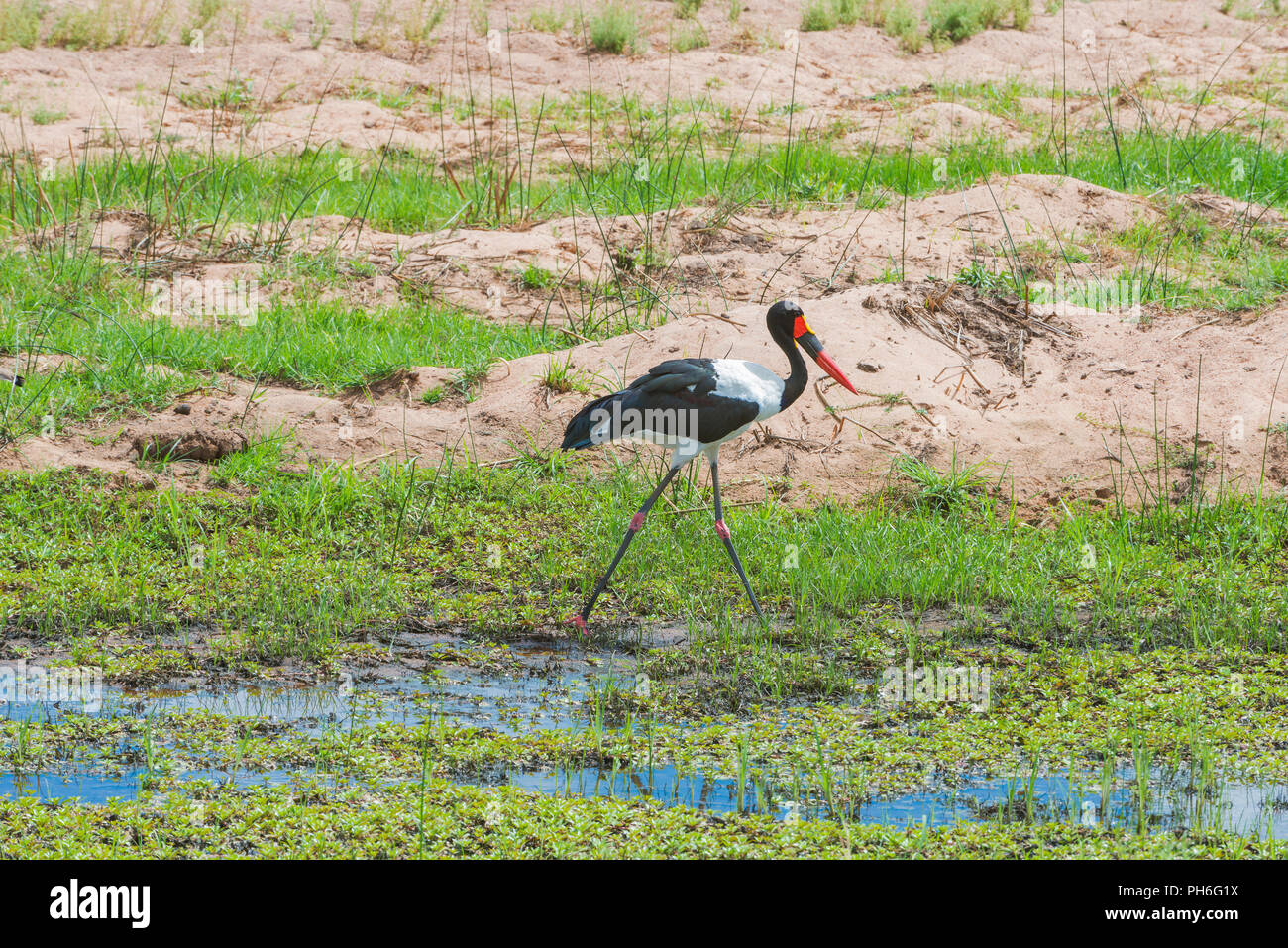Tanzanian stork hi-res stock photography and images - Alamy