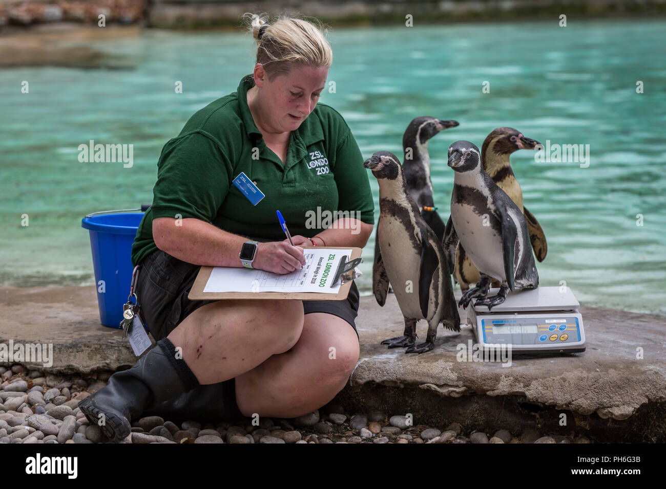 London, UK. 23rd August 2018. Annual animals weigh-in and measure to ...