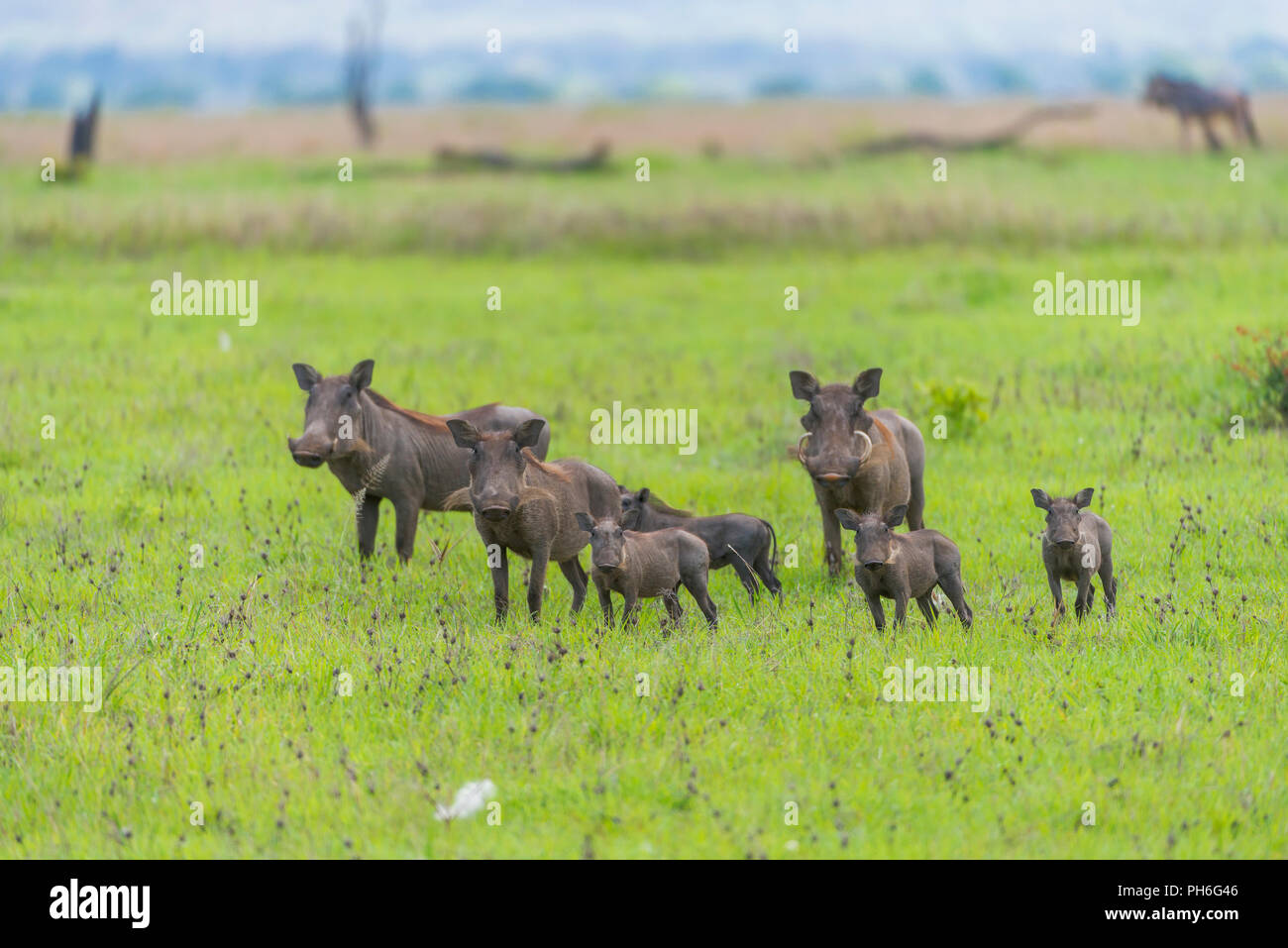 Common Warthog (Phacochoerus africanus), Tanzania, East Africa Stock ...