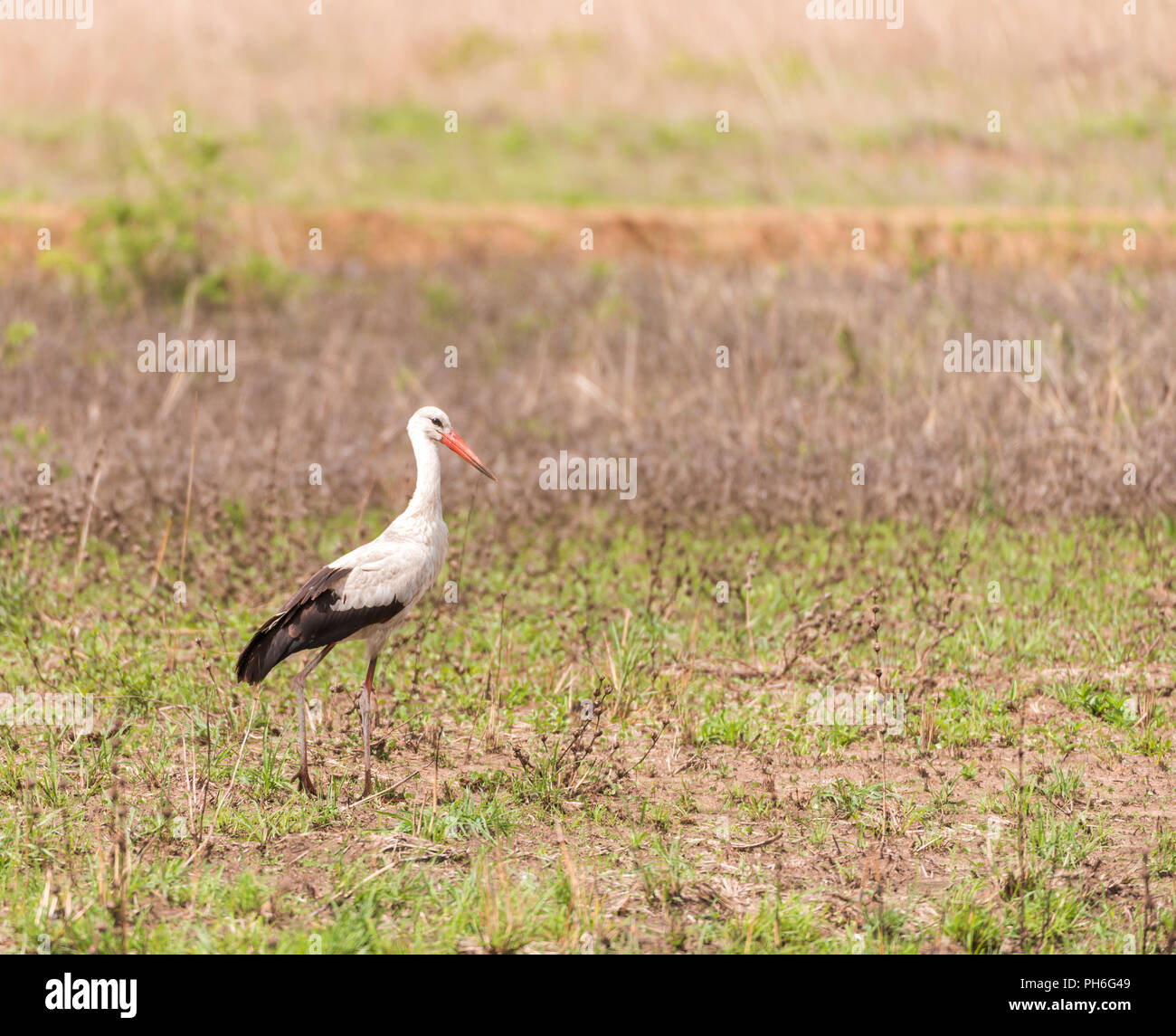 Tanzanian stork hi-res stock photography and images - Alamy