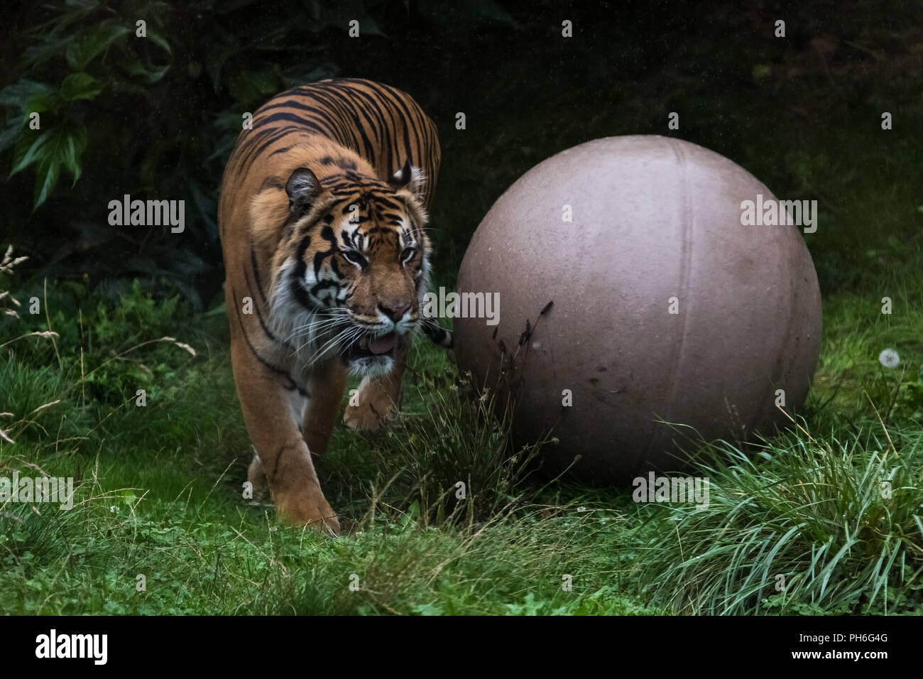 London, UK. 23rd August 2018. Annual animals weigh-in and measure to ...