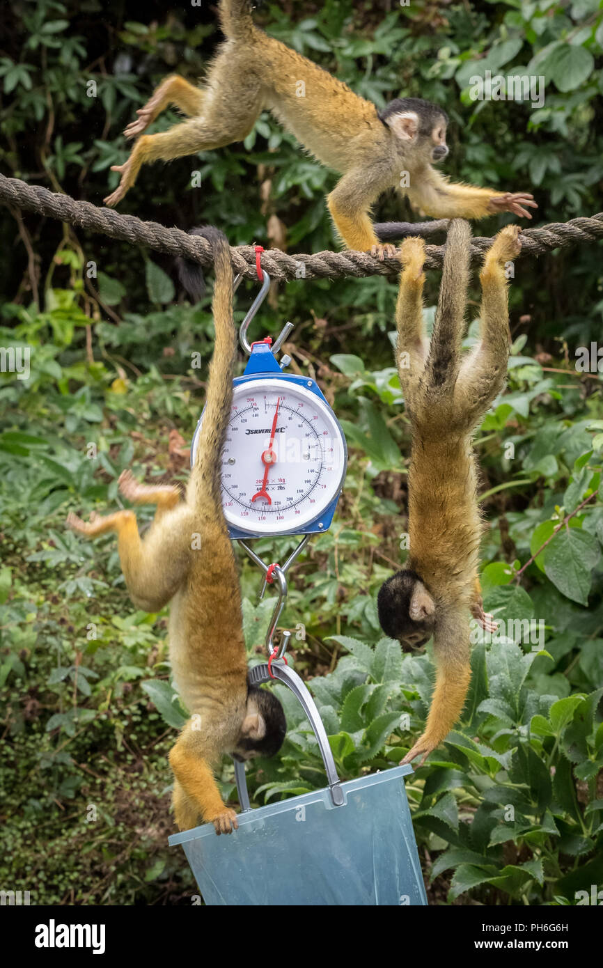 London, UK. 23rd August 2018. Annual animals weigh-in and measure to ...