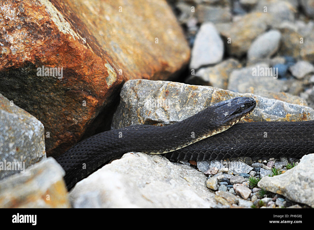Snake enjoying the sun in its surrounding Stock Photo - Alamy