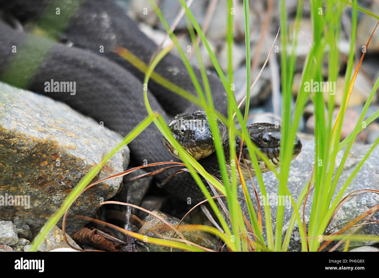 Snake enjoying the sun in its surrounding Stock Photo - Alamy