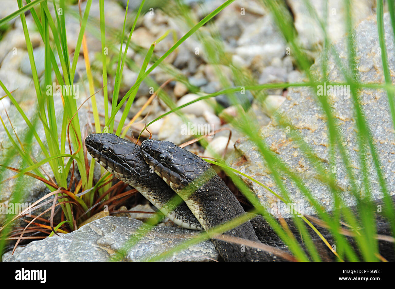 Snake enjoying the sun in its surrounding Stock Photo - Alamy