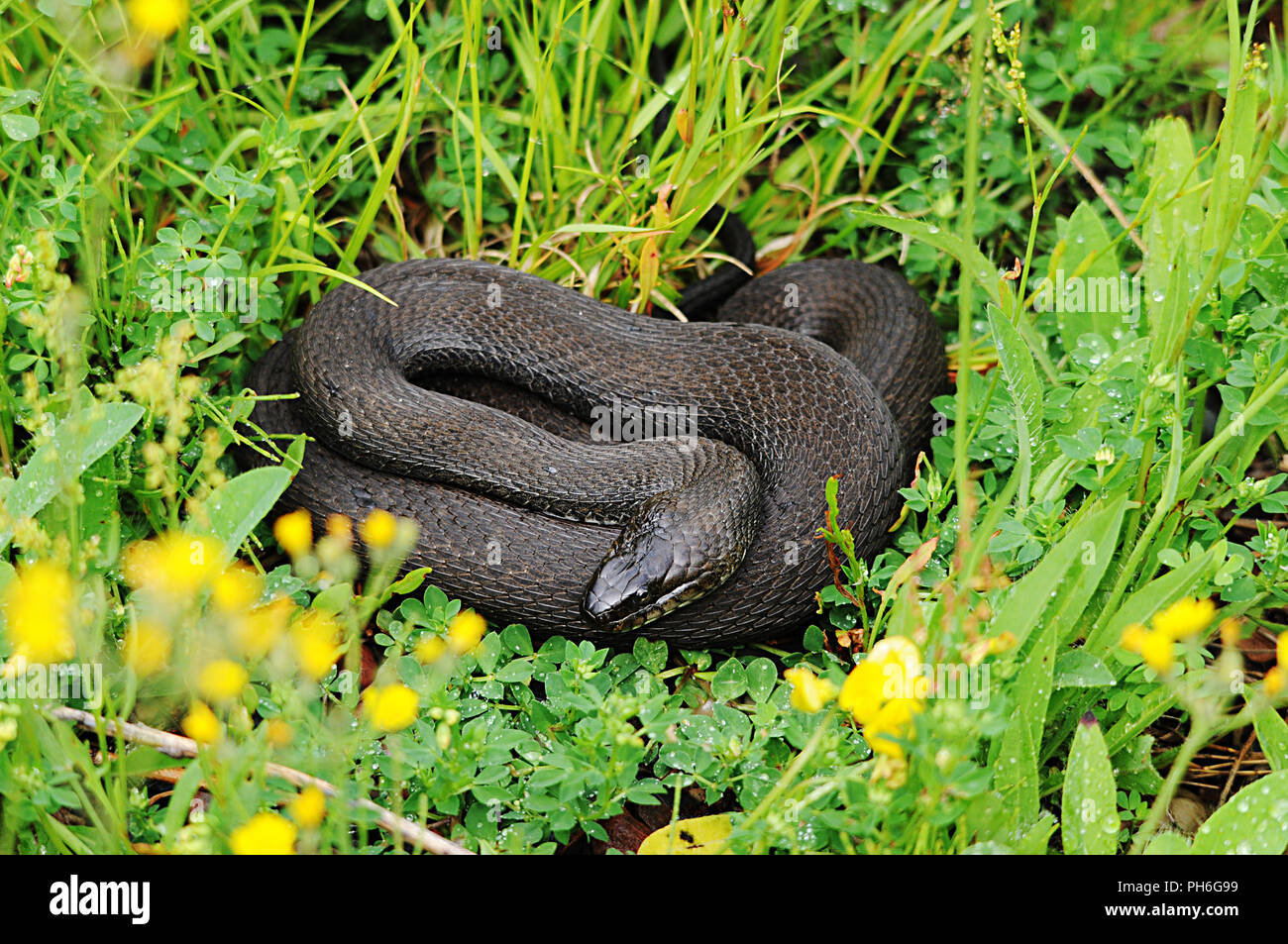 Snake enjoying the sun in its surrounding Stock Photo - Alamy