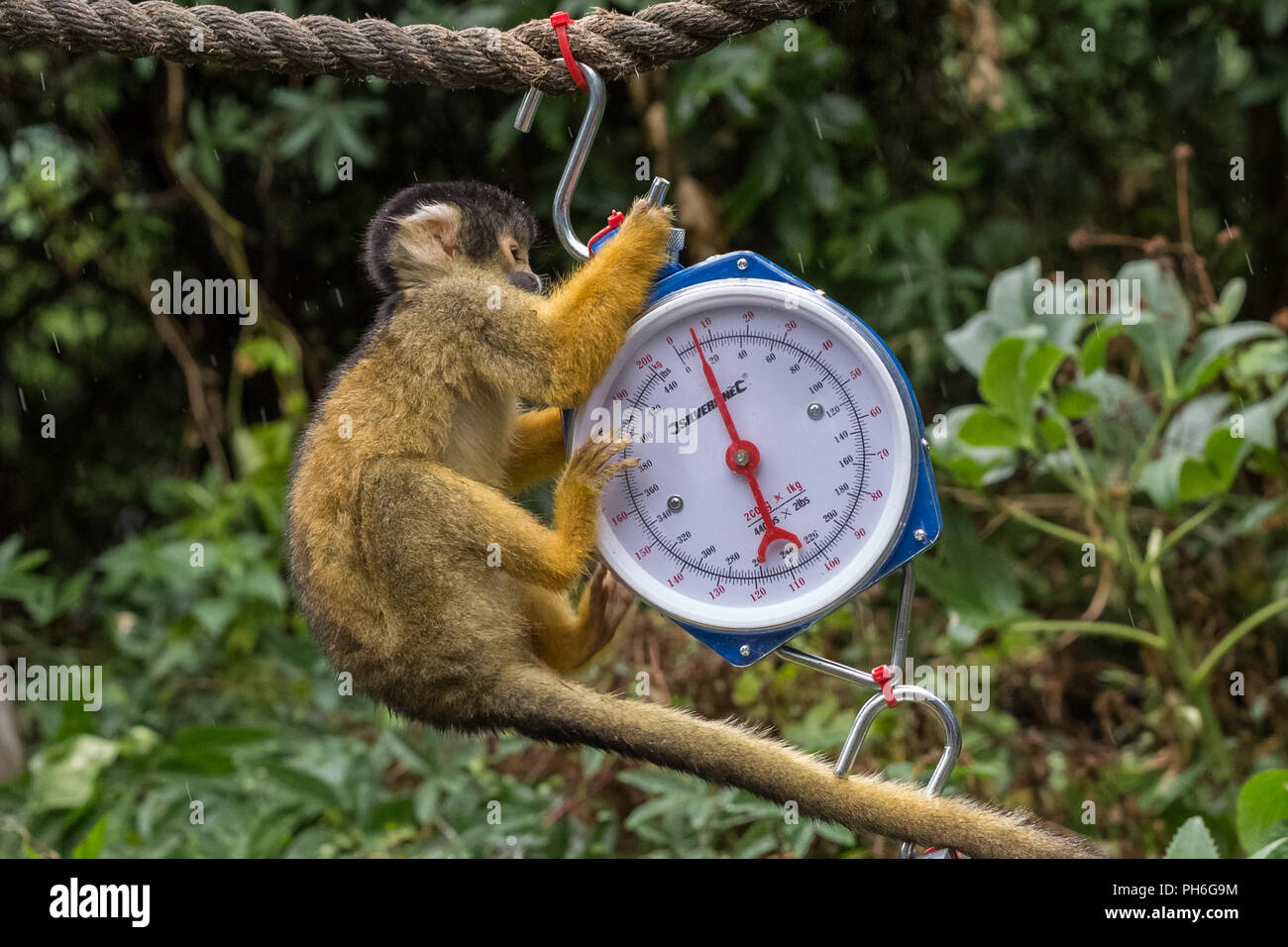 Chico the squirrel monkey hi-res stock photography and images - Alamy