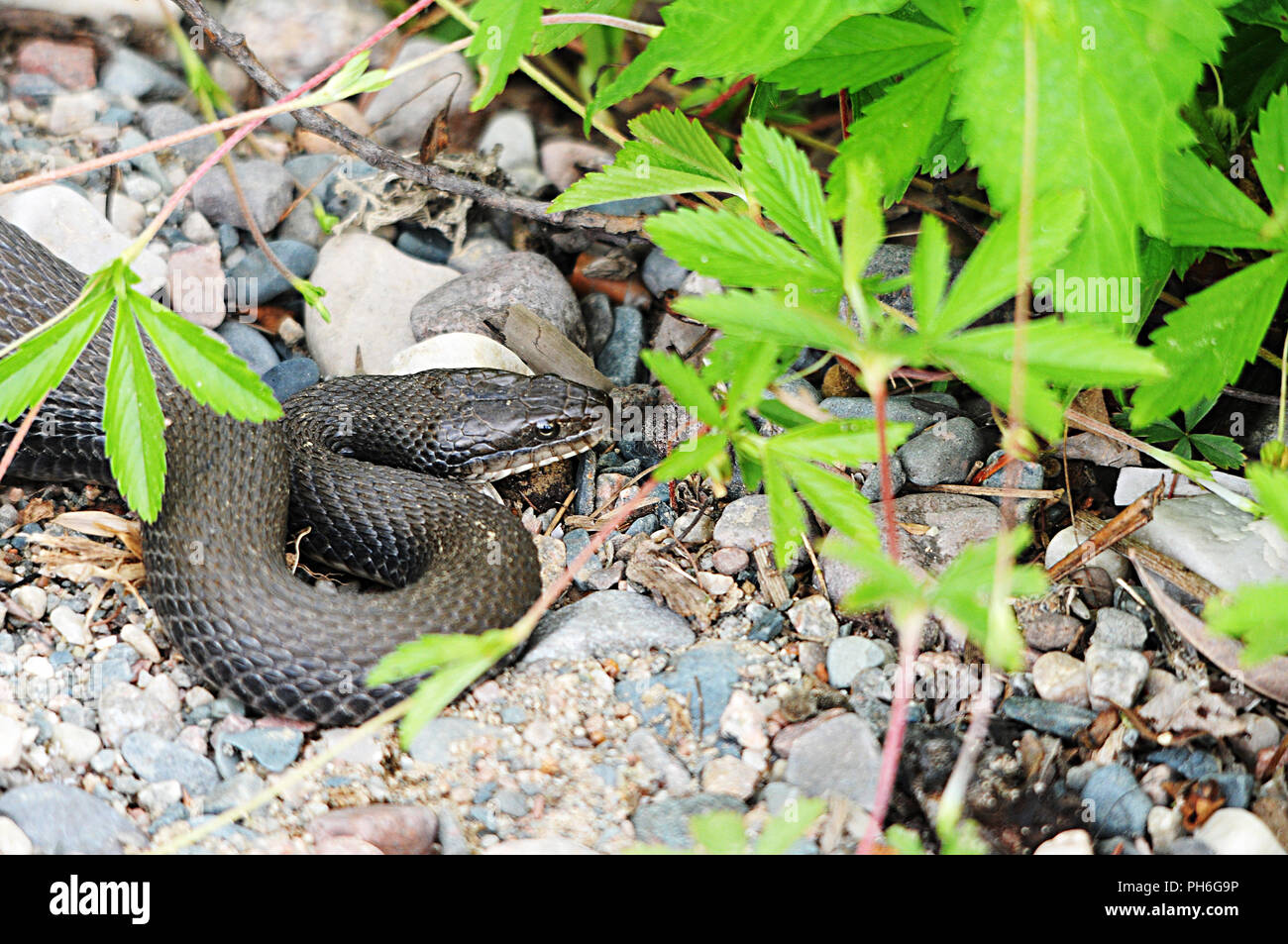 Snake in wilderness hi-res stock photography and images - Alamy