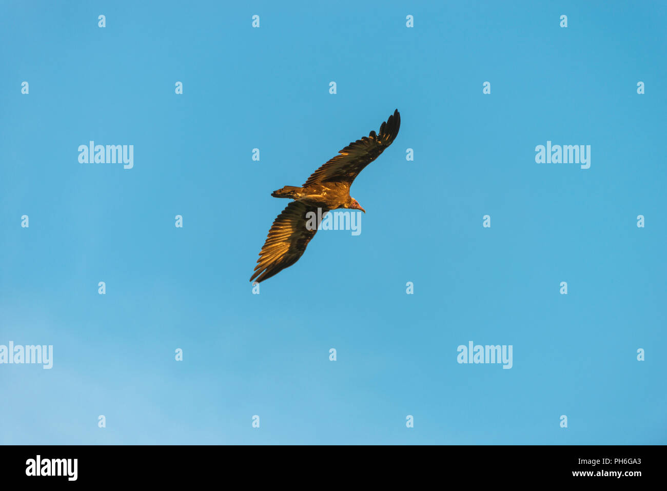 Bird in flight, Tanzania, East Africa Stock Photo - Alamy