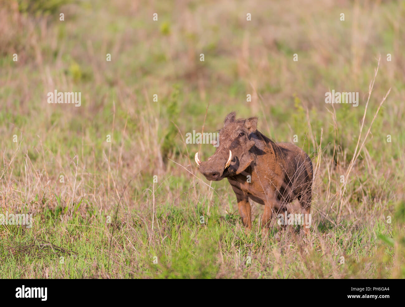 Common Warthog (Phacochoerus africanus), Tanzania, East Africa Stock ...