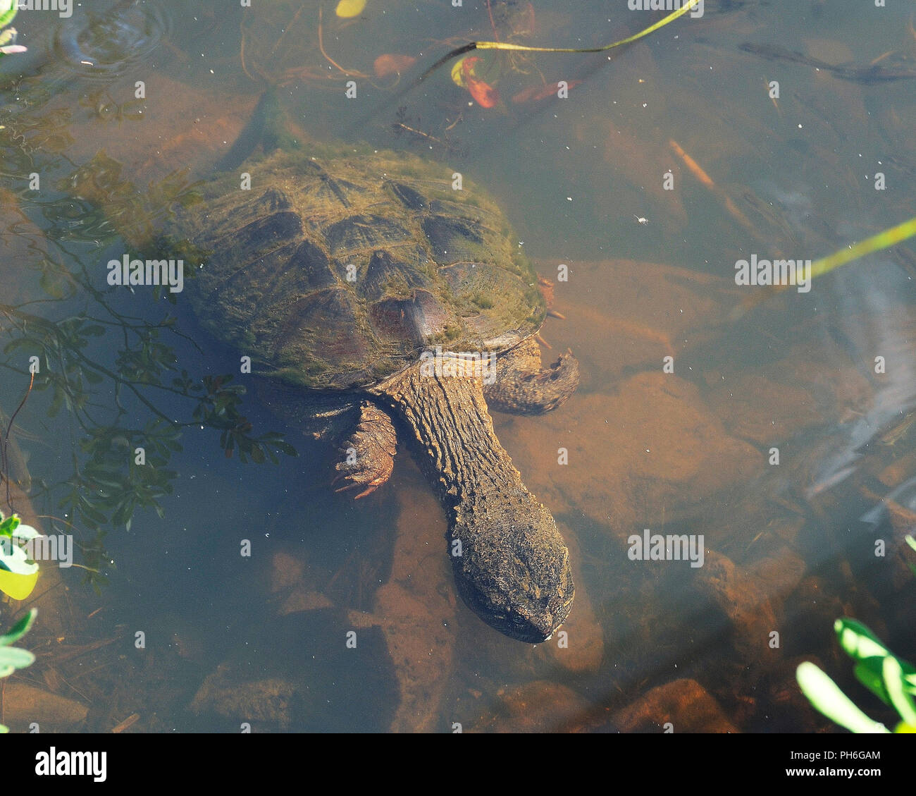 Snapping turtle photos hi-res stock photography and images - Alamy