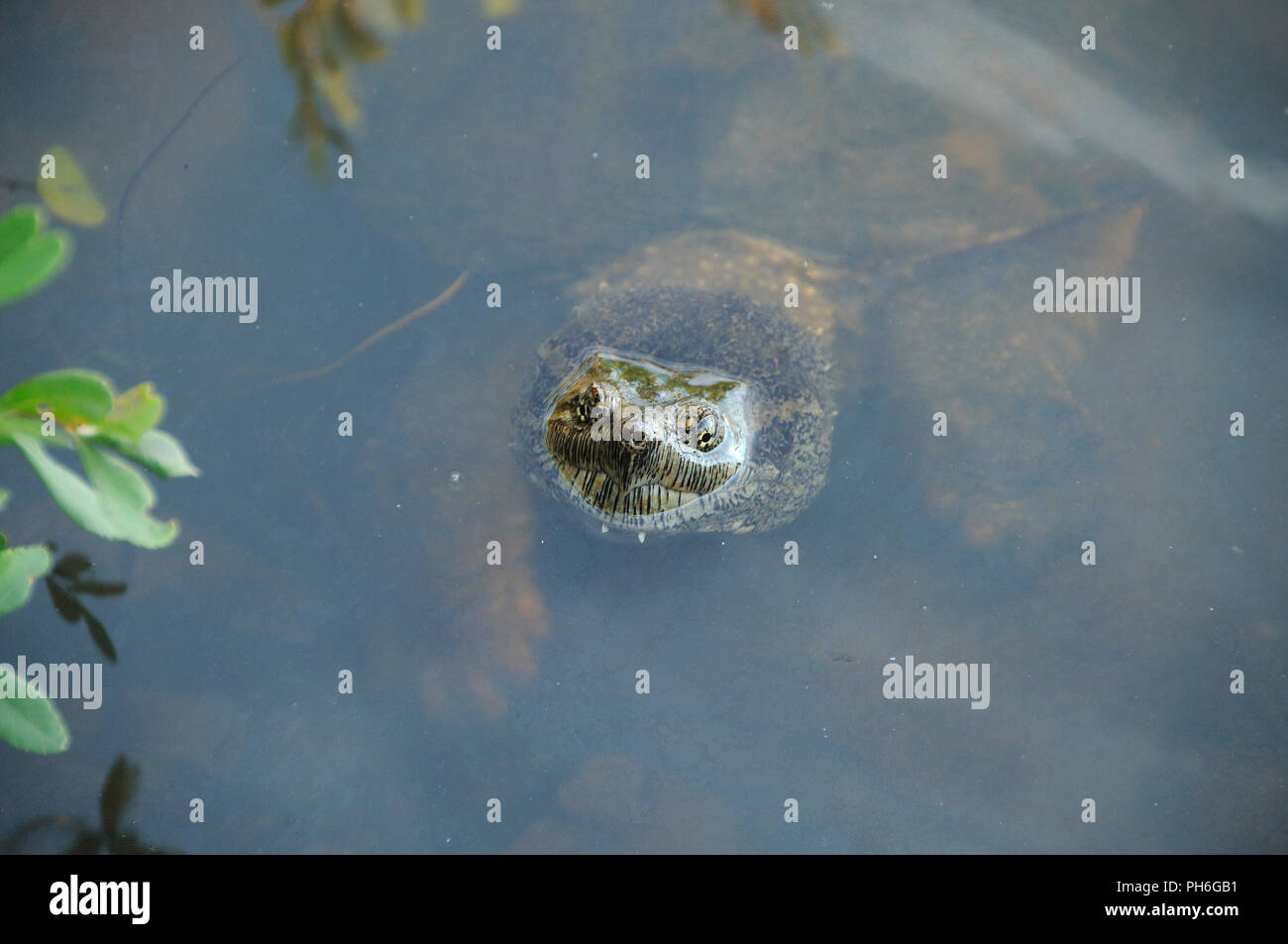 Snapping turtle close up image hi-res stock photography and images - Alamy