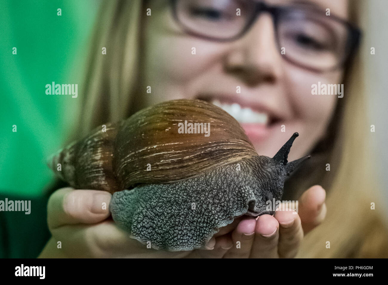 London, UK. 23rd August 2018. Annual animals weigh-in and measure to ...