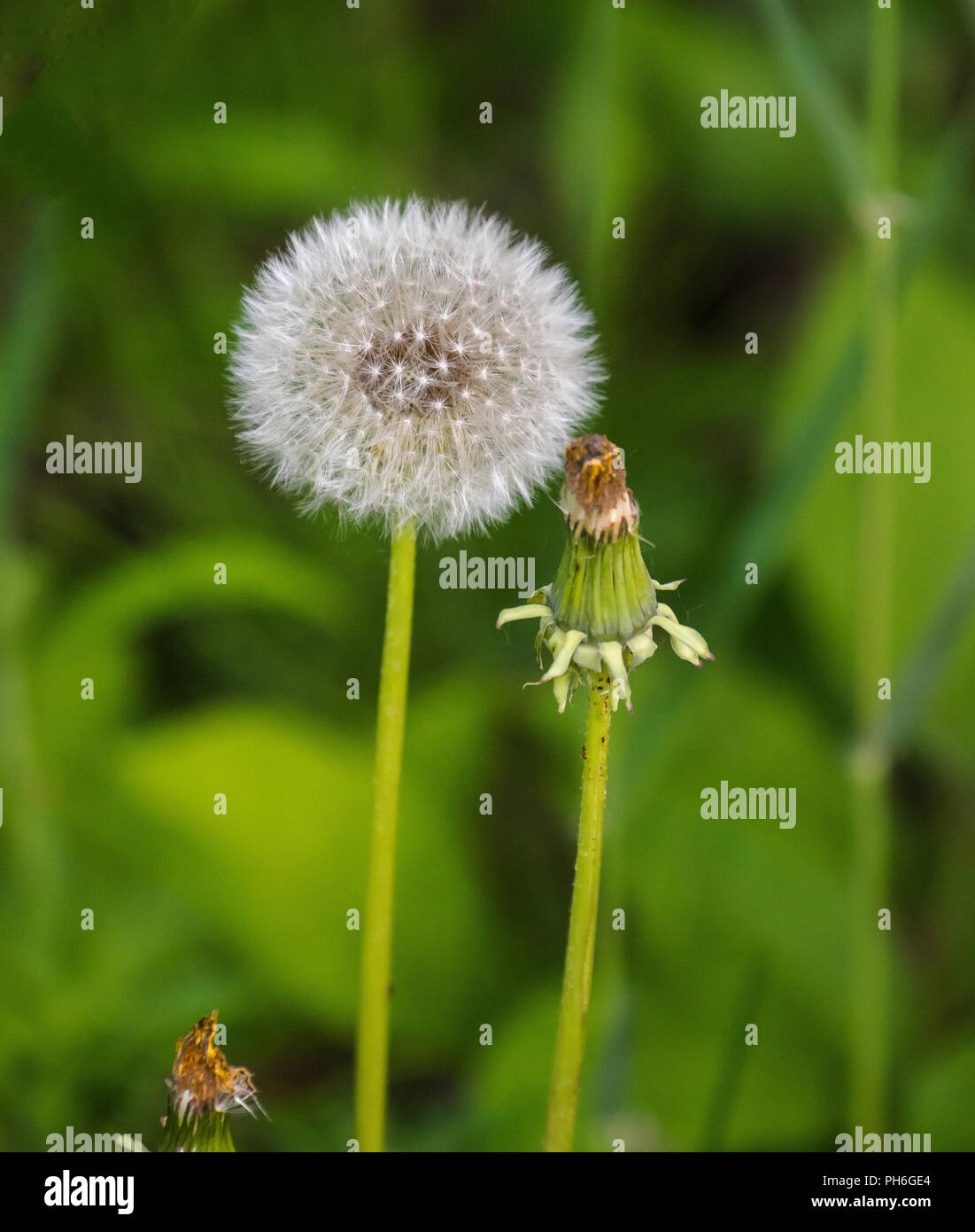 Ripe dandelion fruits hi-res stock photography and images - Alamy