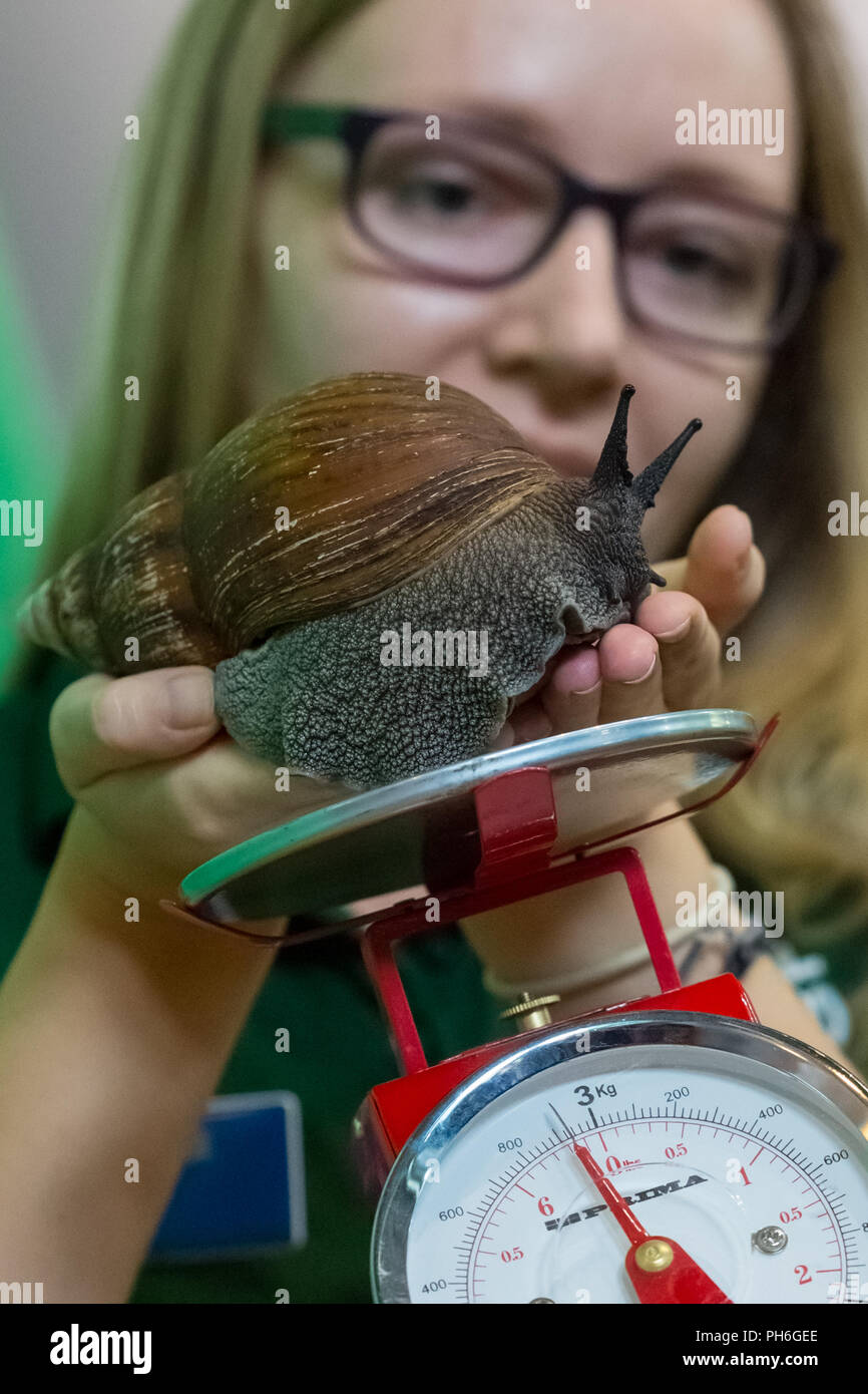 London, UK. 23rd August 2018. Annual animals weigh-in and measure to ...