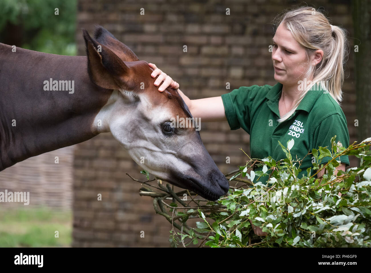Giraffe zebra zoo hi-res stock photography and images - Alamy