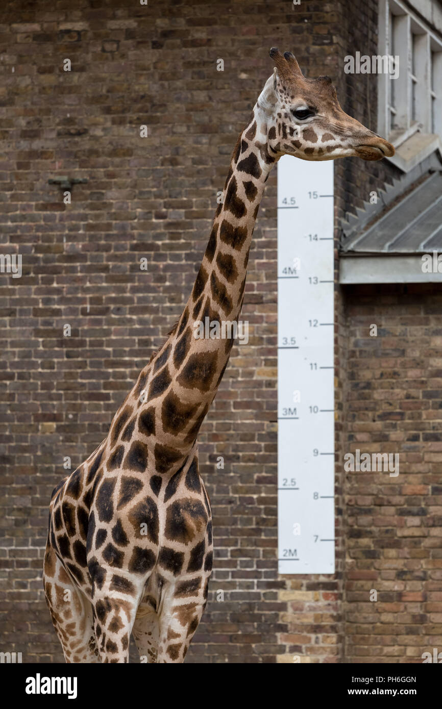 Tallest animals hi-res stock photography and images - Alamy
