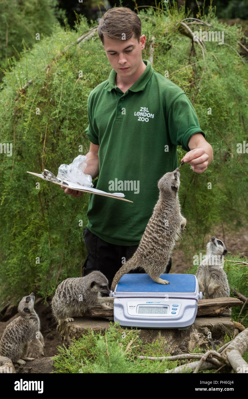 Annual animals weigh in hi-res stock photography and images - Alamy