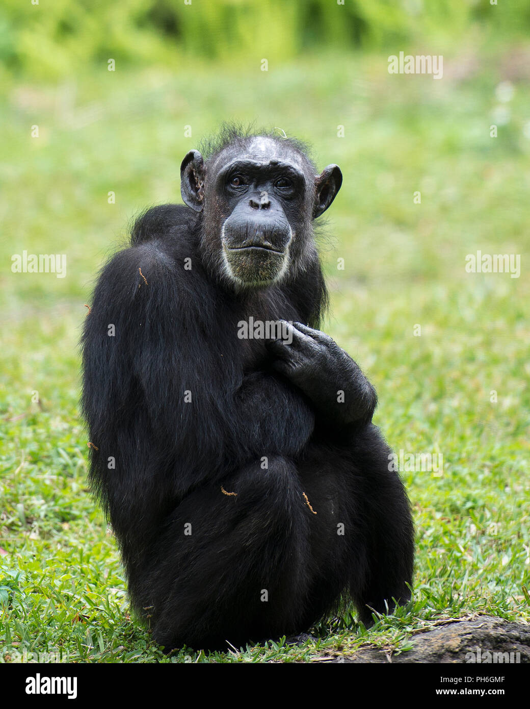 Monkey zoo image hi-res stock photography and images - Alamy