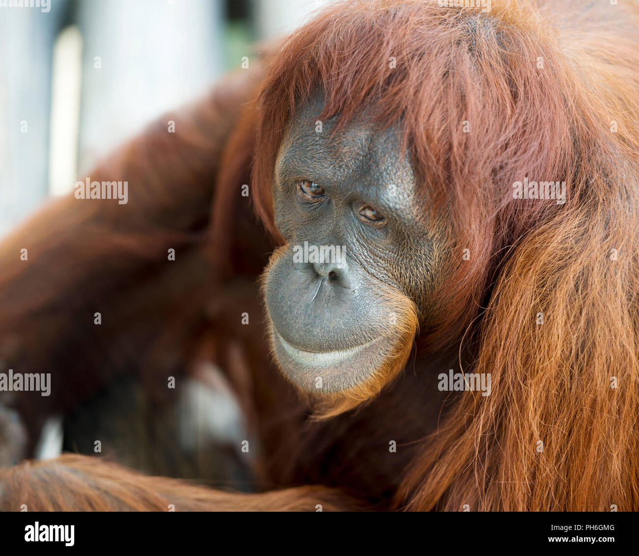 Monkey picture hi-res stock photography and images - Alamy