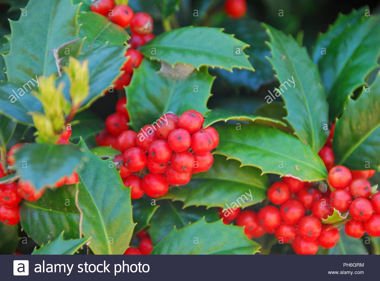 Cluster Of Holly Berries Stock Photos & Cluster Of Holly Berries Stock ...