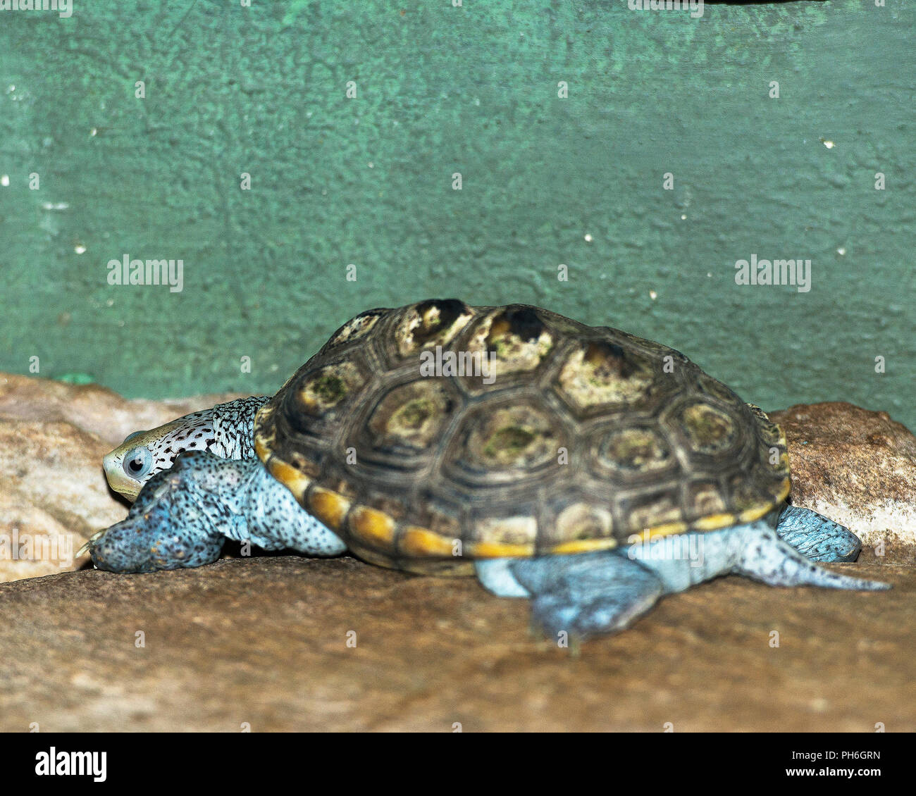 Ormate Diamonback Terrapin turtle enjoying its surrounding Stock Photo ...