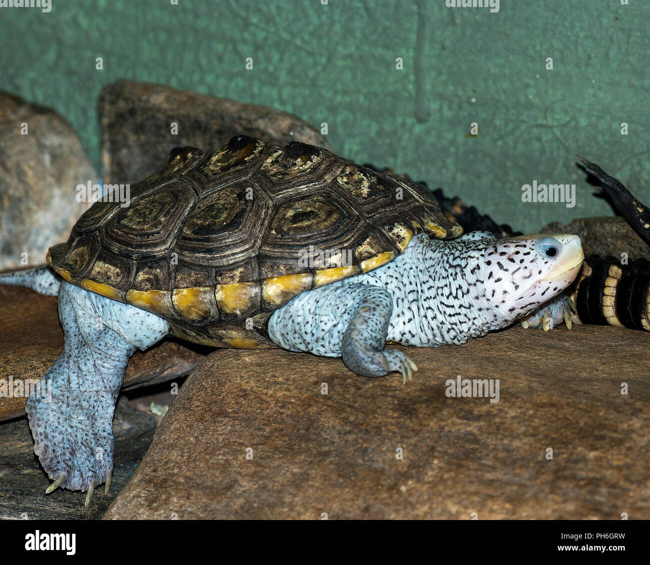 Ormate Diamonback Terrapin turtle enjoying its surrounding Stock Photo ...