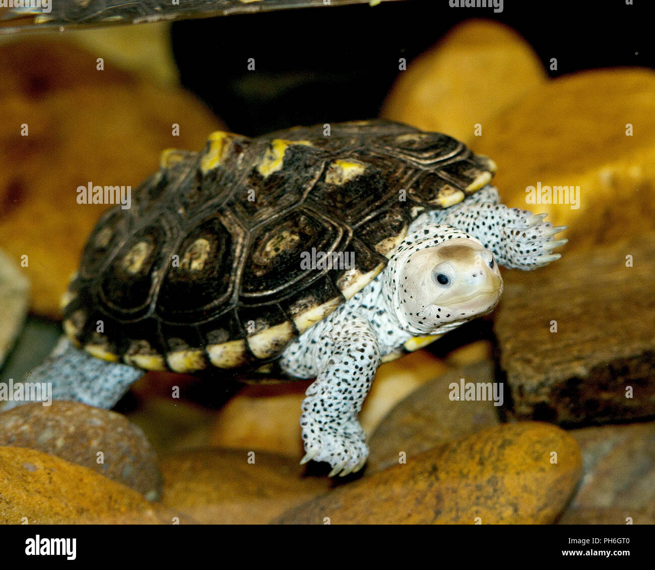 Ormate Diamonback Terrapin turtle enjoying its surrounding Stock Photo ...