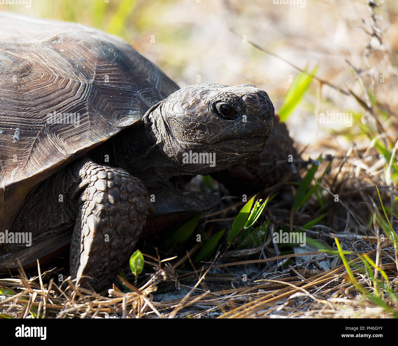 A gopher-tortoise turtle close up enjoying its environment Stock Photo ...