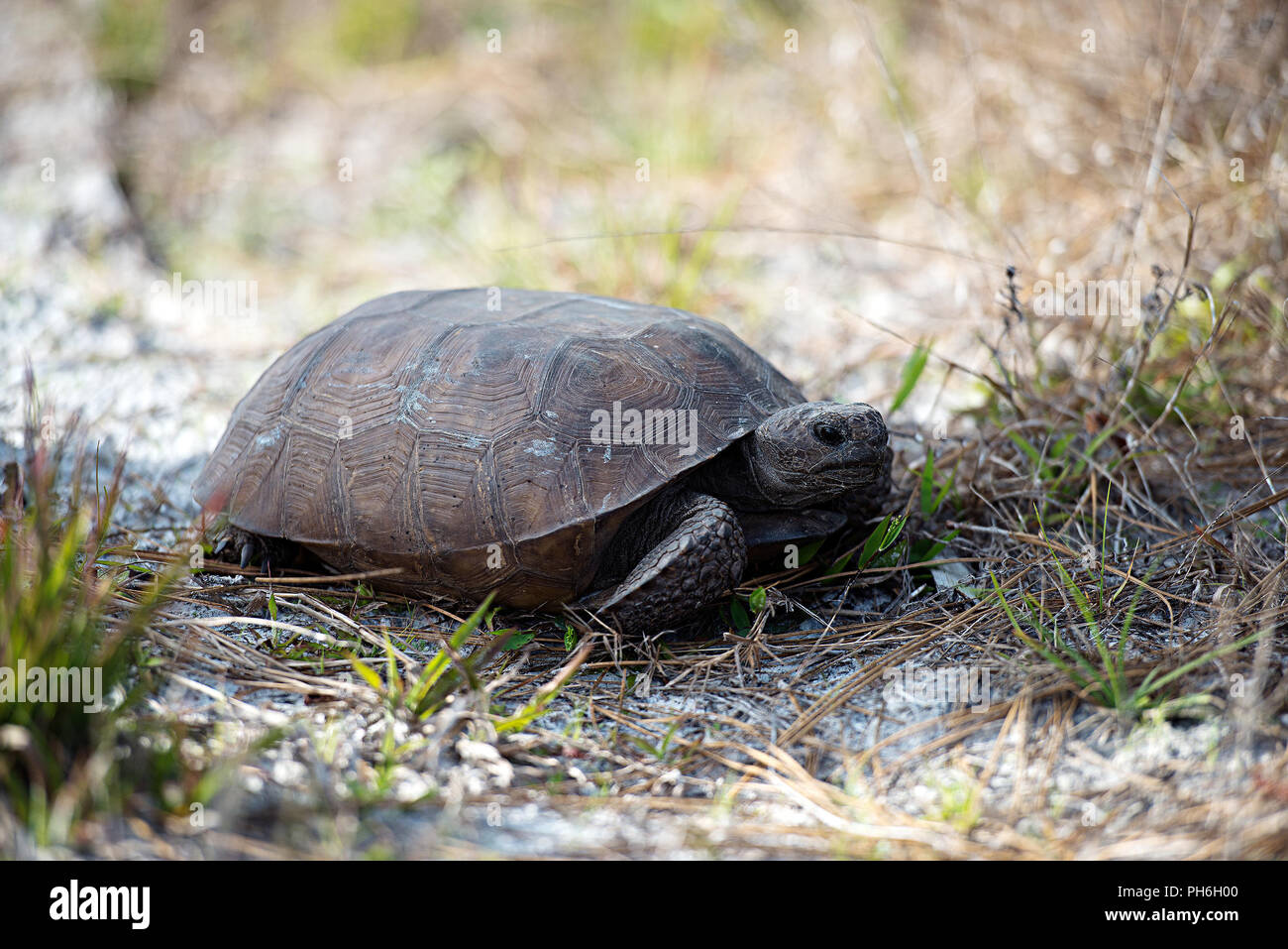 A gopher-tortoise turtle enjoying its environment Stock Photo - Alamy