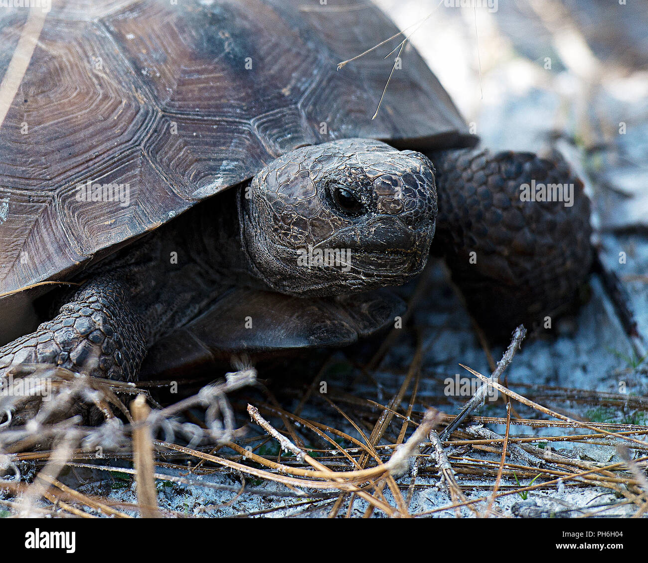 A gopher-tortoise turtle close up enjoying its environment Stock Photo ...