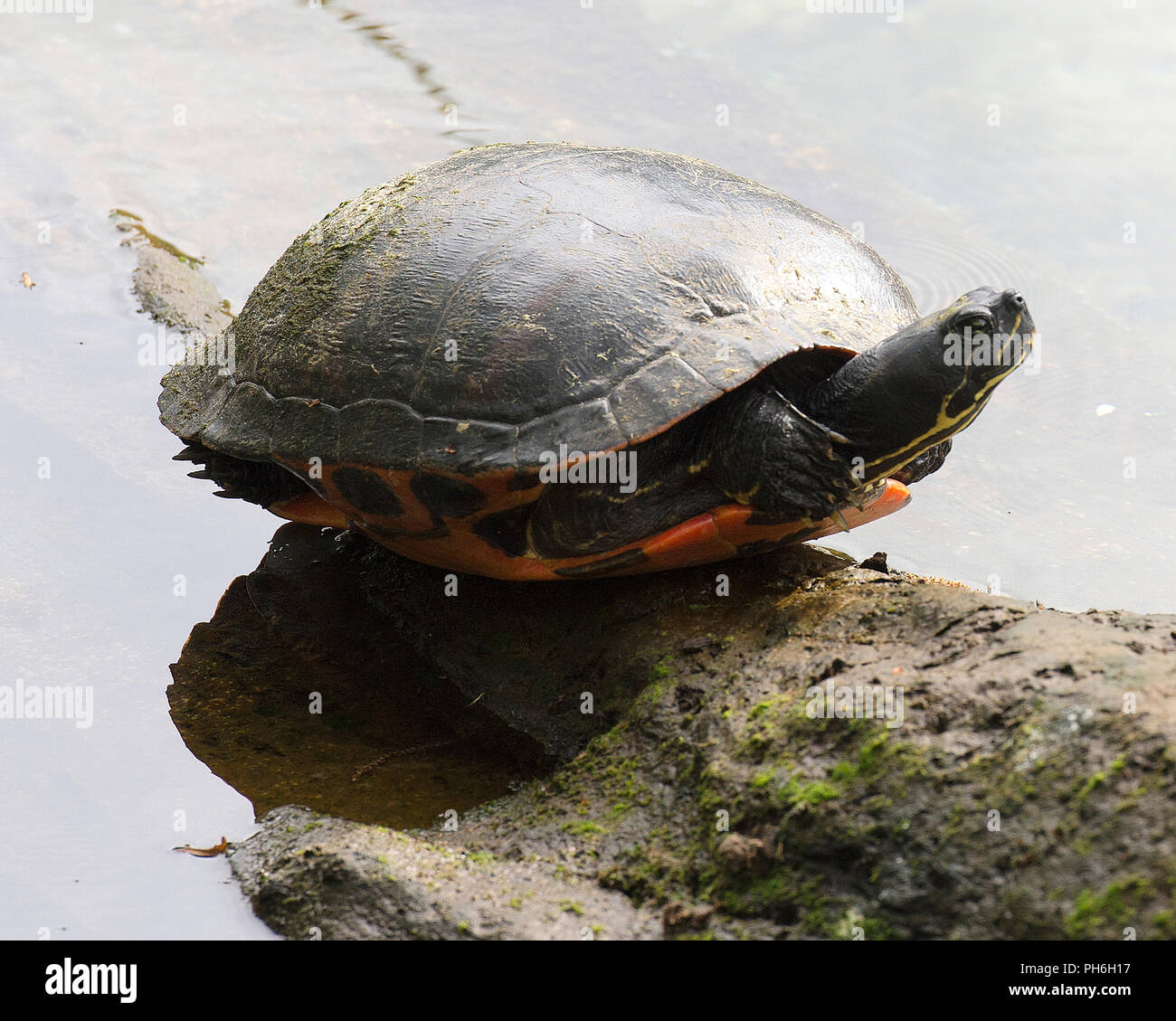 Redbelly turtle on a water log enjoying the day Stock Photo - Alamy