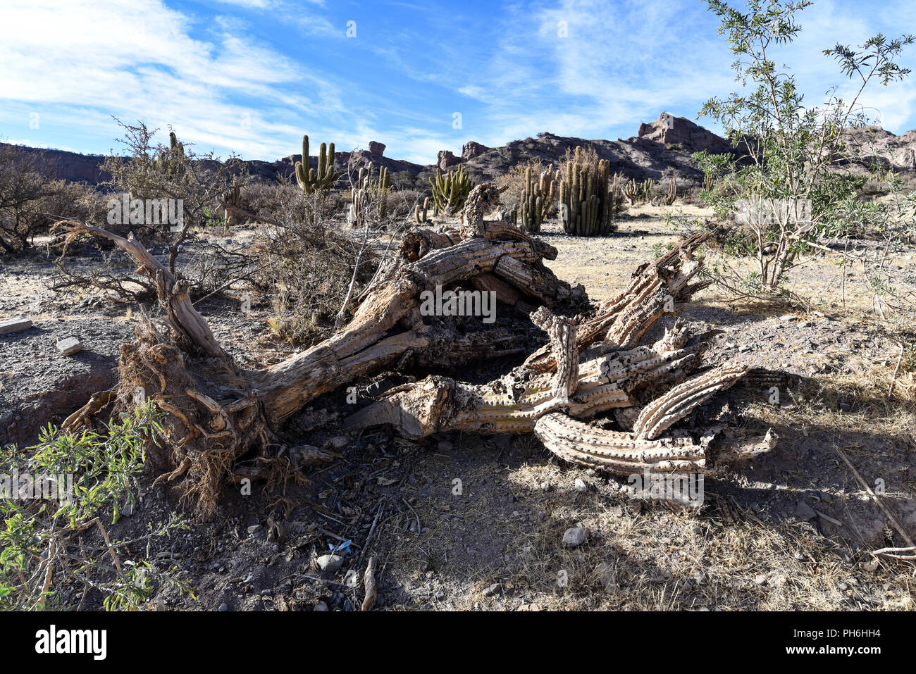 Dead cactus hi-res stock photography and images - Alamy