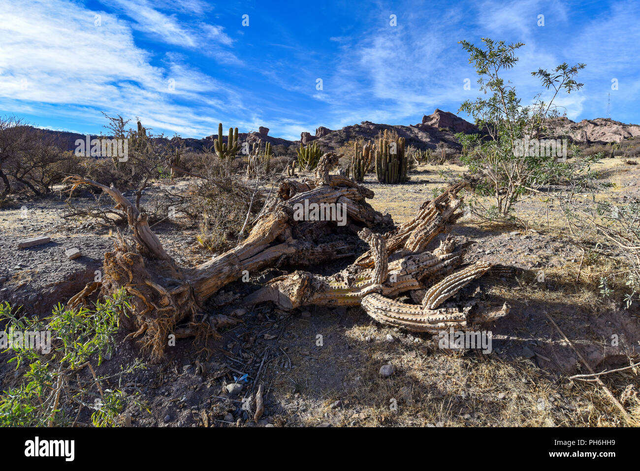 Dead cactus hi-res stock photography and images - Alamy