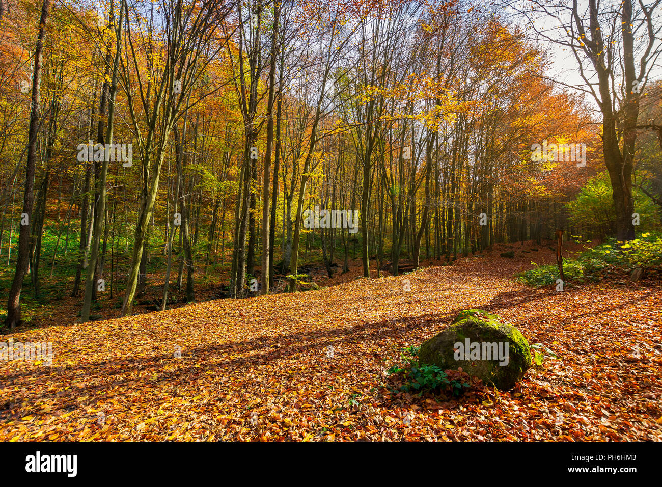 lovely forest scenery in autumn. boulder on the ground in fall foliage ...