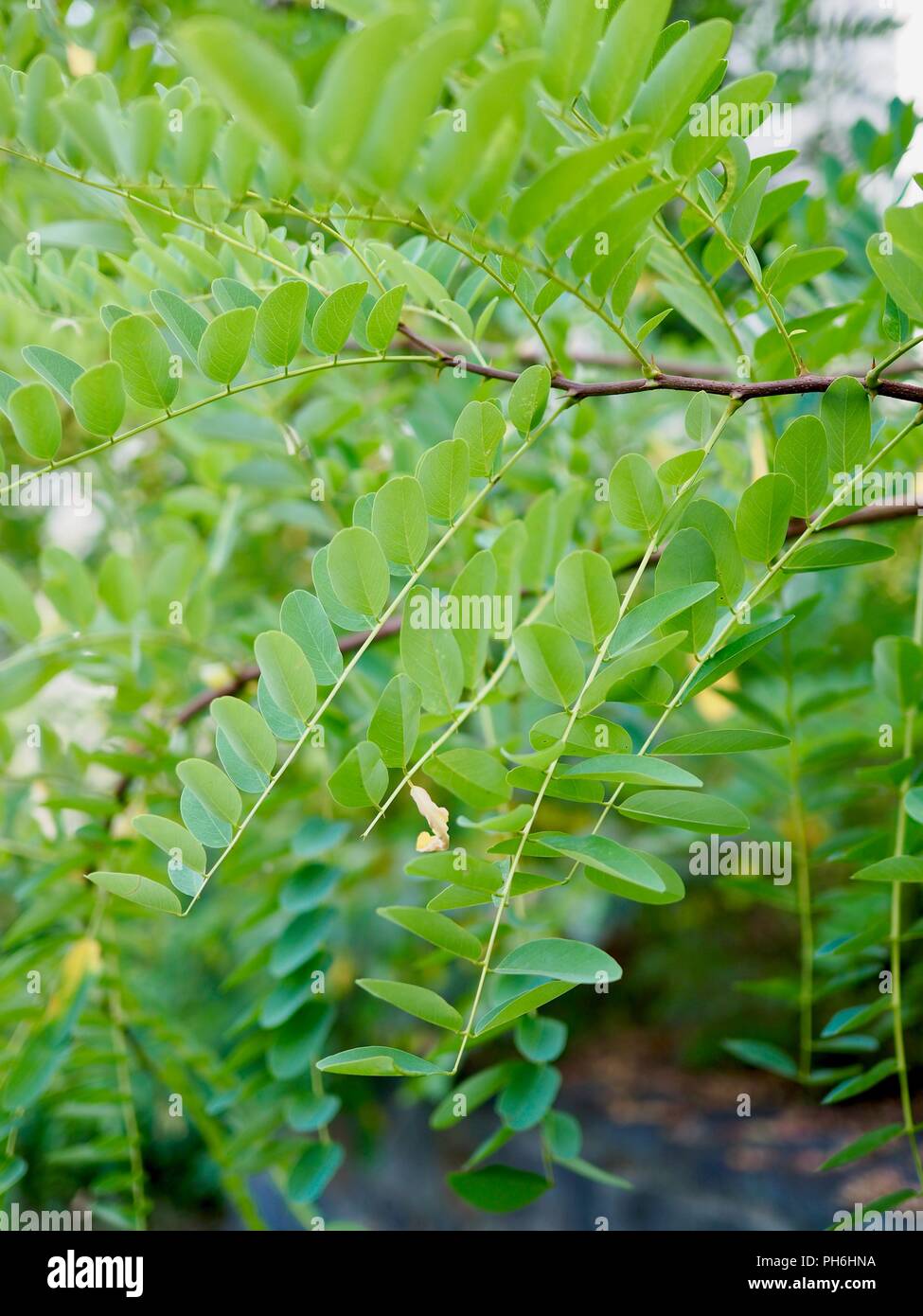 Fresh green leaf of Korea Stock Photo - Alamy