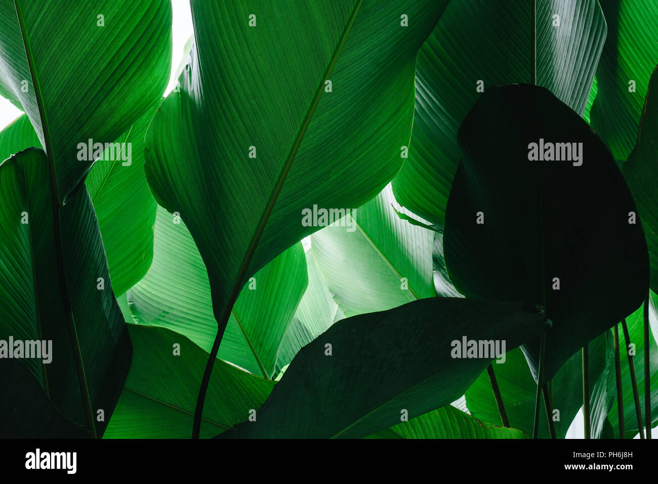 Shades of green texture hi-res stock photography and images - Alamy